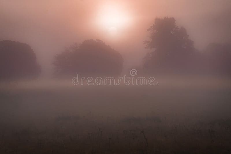 Beautiful Shot of a Misty Sunset Sky Over a Field with Trees Stock ...
