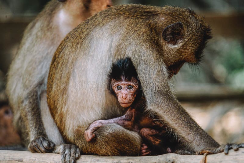 Beautiful Shot of a Monkey Hugging it& X27;s Baby Stock Image - Image ...