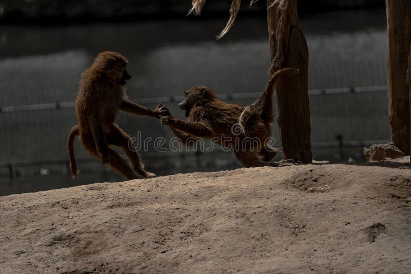 Beautiful Shot of Monkeys Playing Together in a Zoo Stock Photo - Image ...
