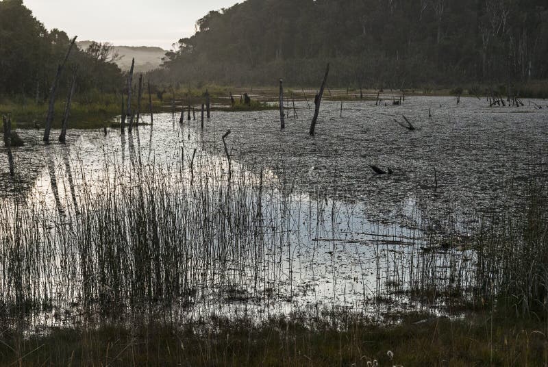 Muddy swamp stock photo. Image of shooting, water, plant - 1726492