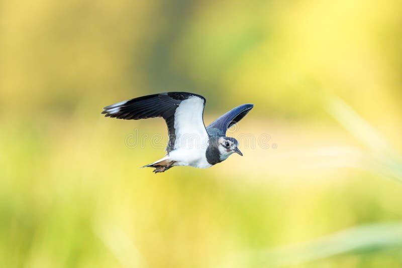 Beautiful Shot of a Northern Lapwing Flying Stock Image - Image of ...