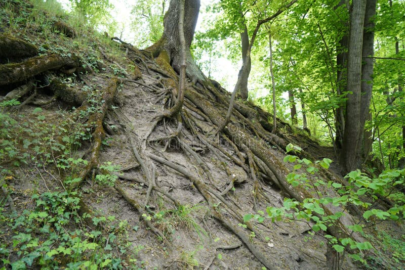 Beautiful Shot of an Old Tree Roots Stock Image - Image of earth, deep ...