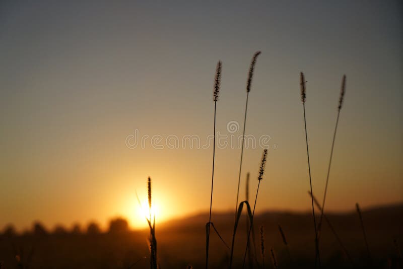 Beautiful Shot of an Open Field with Crop during a Sunset Stock Photo ...