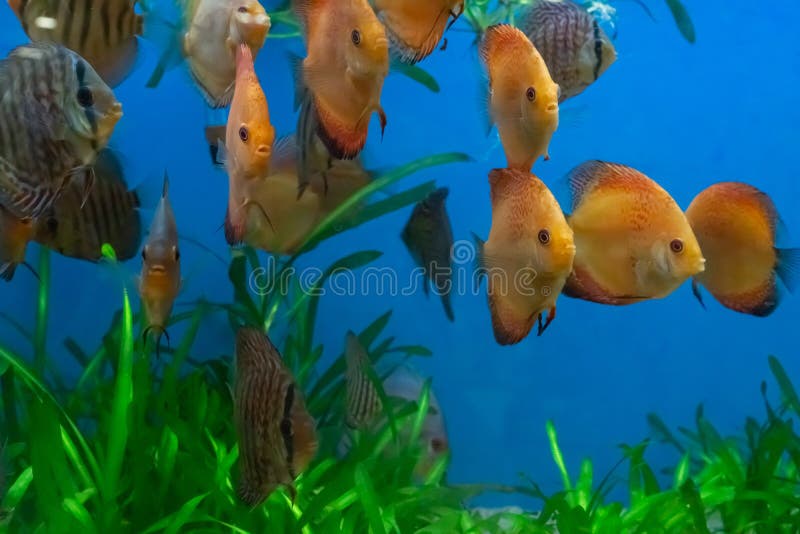 Beautiful Shot of Orange Discus Fish Stock Photo - Image of swim, fish ...