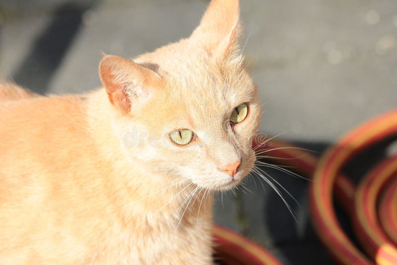 Beautiful Shot of an Orange Tabby Cat Staring at the Camera Stock Photo ...