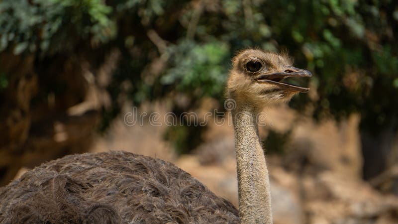 Beautiful Shot of an Ostrich with the Leaves of a Tree and a Cliff in a ...