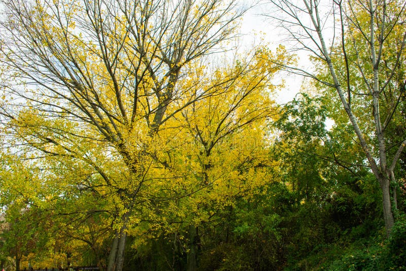 Beautiful Shot Ov a Yellow Tree on a Sky Background. Stock Image ...