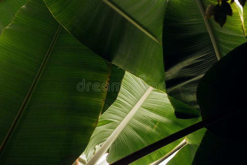 Beautiful Shot of Overlapping Green Banana Leaves Stock Image - Image ...