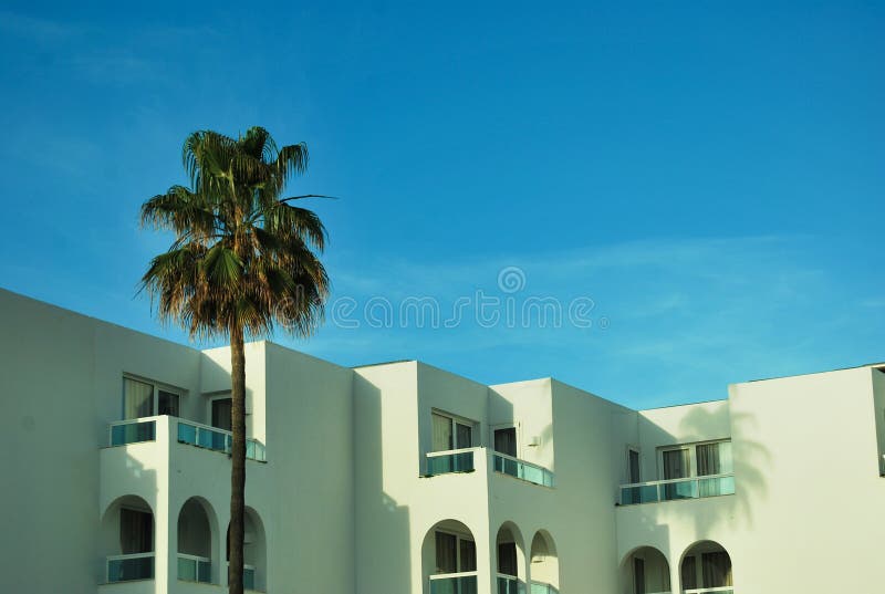 Beautiful Shot of a Palm Tree in Front of a White Luxury House Building ...