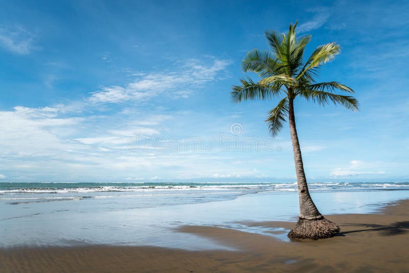Beautiful Shot of a Palm Tree Growing on a Sandy Beach Stock Image ...