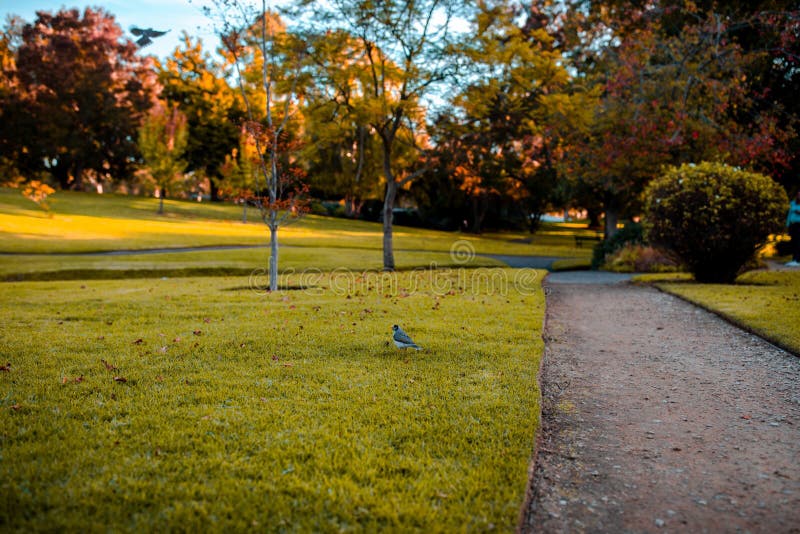 Beautiful Shot of a Park Pathway Surrounded with Amazing Nature Stock ...