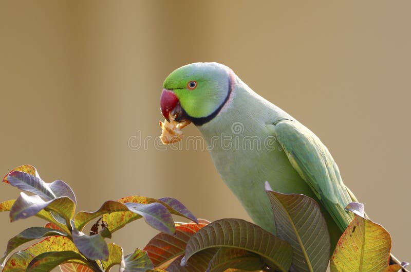 Parrot eating green chilly stock image. Image of wild - 9529073
