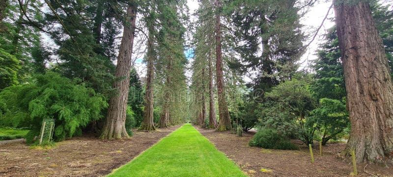 Beautiful Shot of a Pathway in a Forest Full of Tall Trees during the ...
