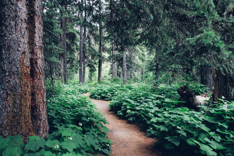 Beautiful Shot of a Pathway in the Middle of a Forest Stock Photo ...