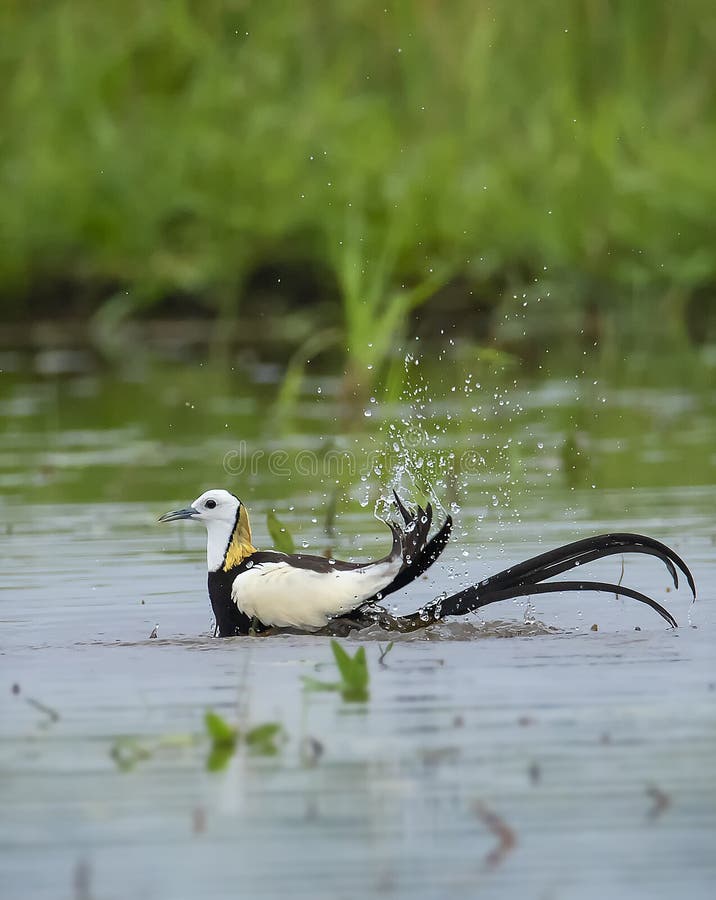 Tailed Jacan Stock Photos - Free & Royalty-Free Stock Photos from ...