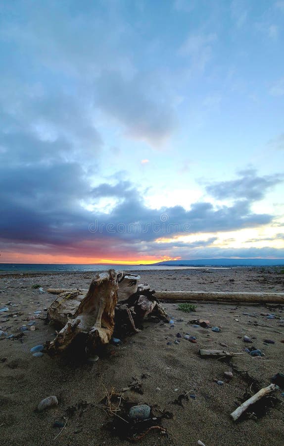 Pieces of Tree Bark Isolated on White Stock Image - Image of brown ...