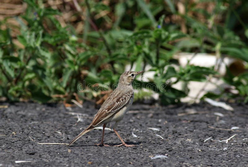 Pipit stock photo. Image of danger, early, light, bird - 126835896