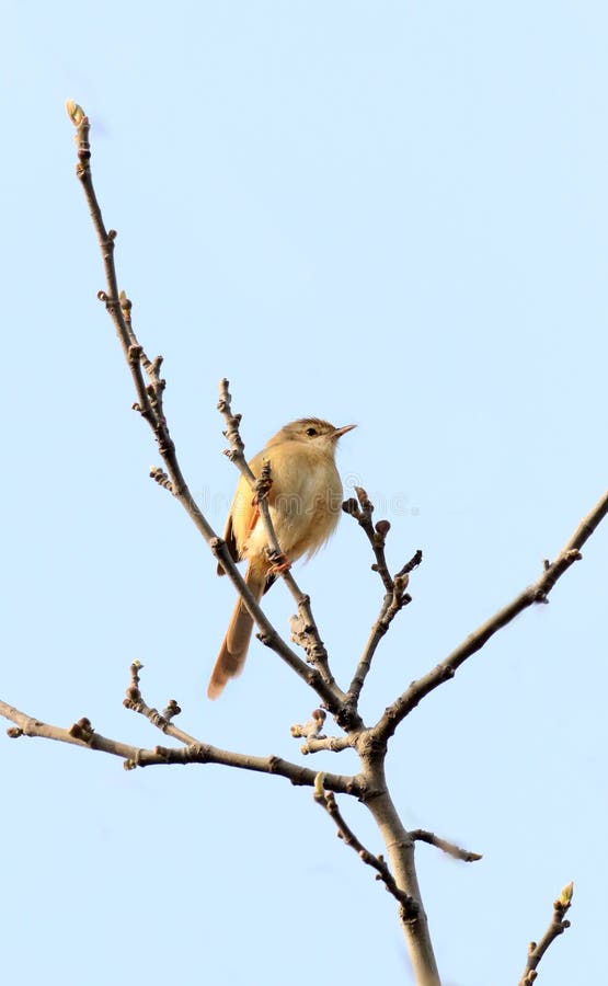 Plain Prinia Prinia Inornata, Also Known As the Plain Wren-warbler or ...