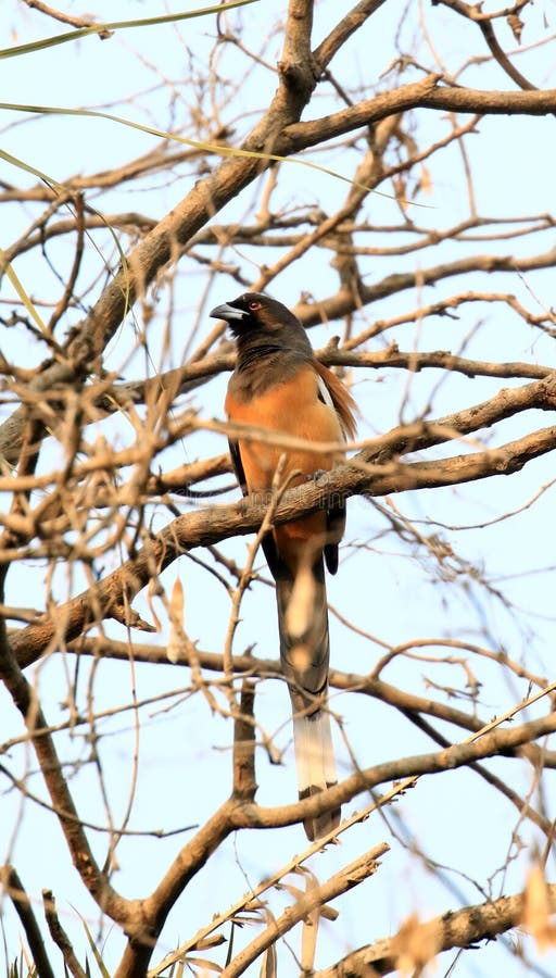 Plaintive cuckoo stock photo. Image of beak, species - 105327344