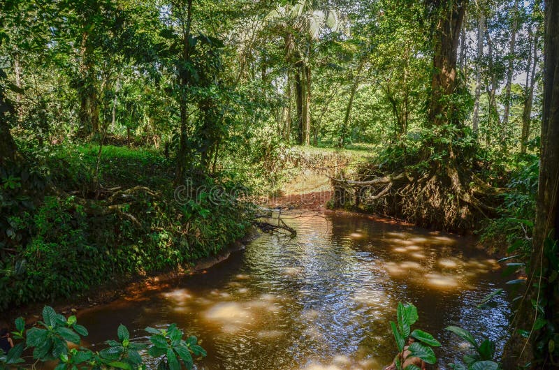 Beautiful Shot of a Pond in the Middle of a Forest Stock Photo - Image ...