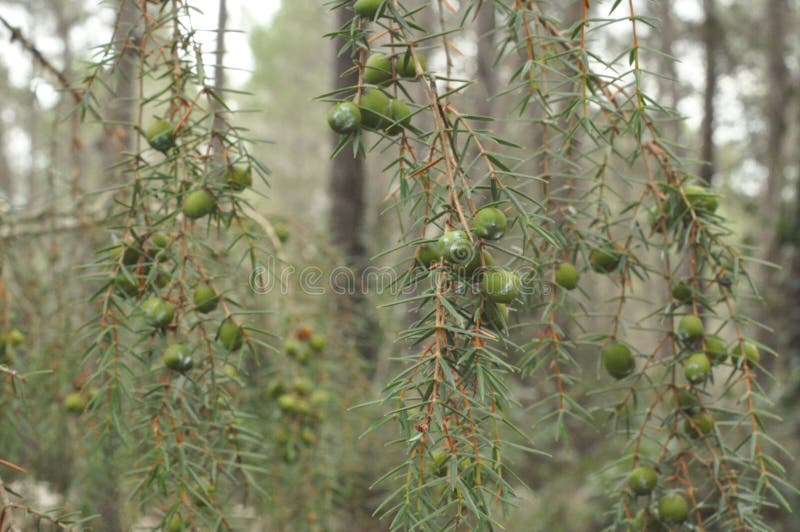 Pond, Tree Near a Lake, Marsh, Nature, Landscape, Green, Healing and ...