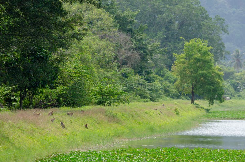 Beautiful Shot of a Rainforest Stock Photo - Image of tree, tropical ...