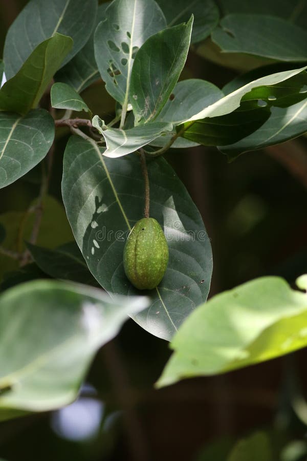 130 Harad Fruit Stock Photos - Free & Royalty-Free Stock Photos from ...