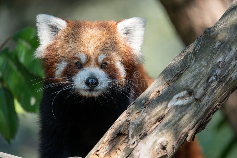 Beautiful Shot of a Red Panda Stock Image - Image of habitat, tropical ...
