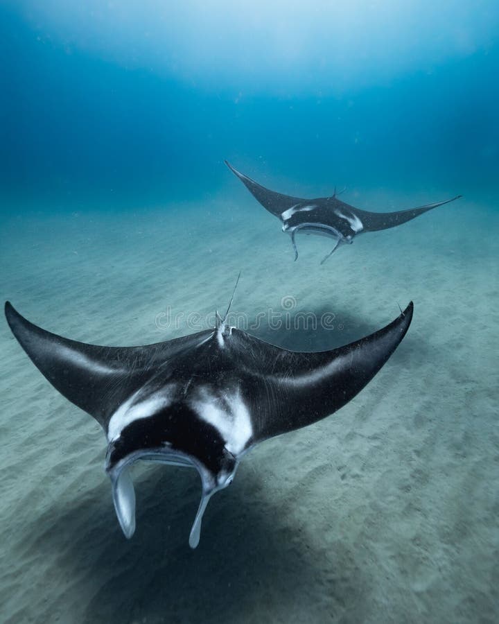 Beautiful Shot of a Reef Manta Ray in the Ocean Stock Photo - Image of ...