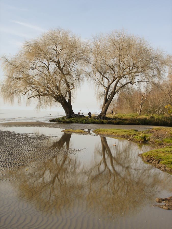 Reflection of Trees and Clouds in Slightly Frozen Water Stock Photo ...