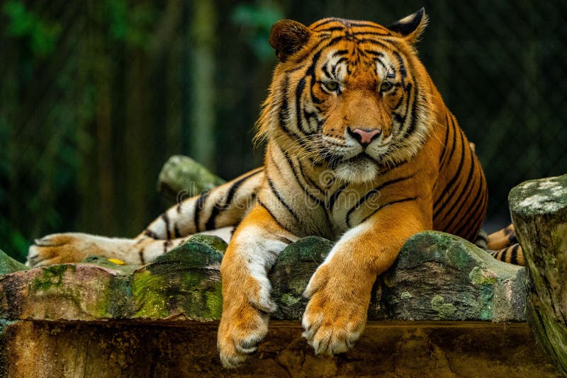 Beautiful Shot of a Relaxing Tiger Stock Photo - Image of predator ...