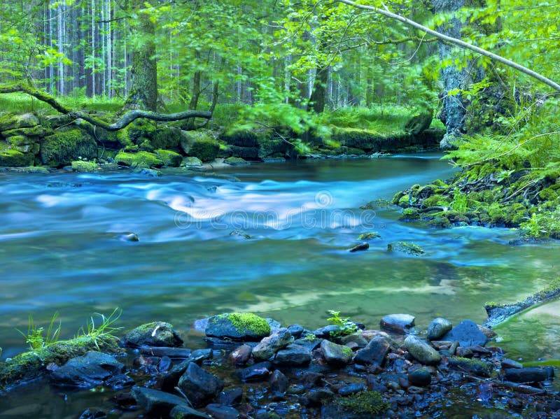 Beautiful Shot of a River Stream Surrounded by Tall Trees in a Forest ...
