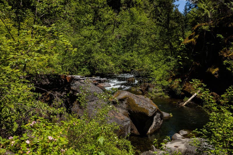 Beautiful Shot of a Rocky River in the Middle of a Forest Surrounded by ...