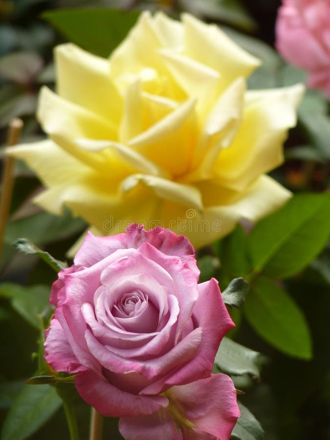 Beautiful shot of roses stock image. Image of leaf, bloom - 201939645