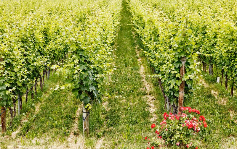 Beautiful Shot of Rows of Grape Trees in a Lush Vineyard Stock Image ...