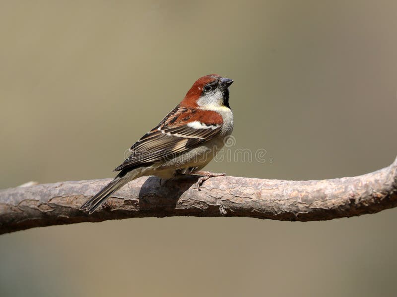 Russet sparrow stock image. Image of wildlife, migrant - 152699743