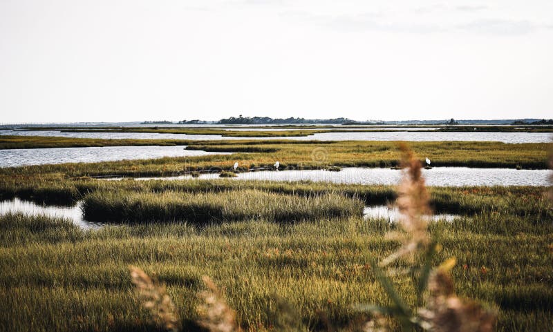 Beautiful Shot of a Saltwater Marsh Stock Photo - Image of grass, food ...