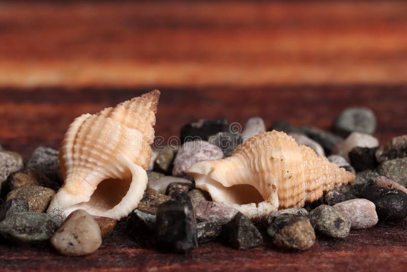 Sea shells stock image. Image of nature, wooden, rocks - 128362109