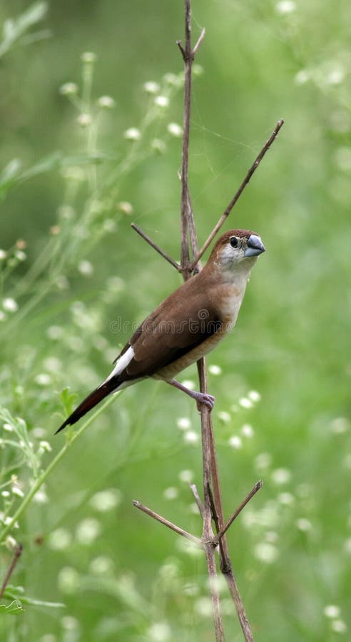 Silver bill stock photo. Image of light, wildlife, bird - 123066392