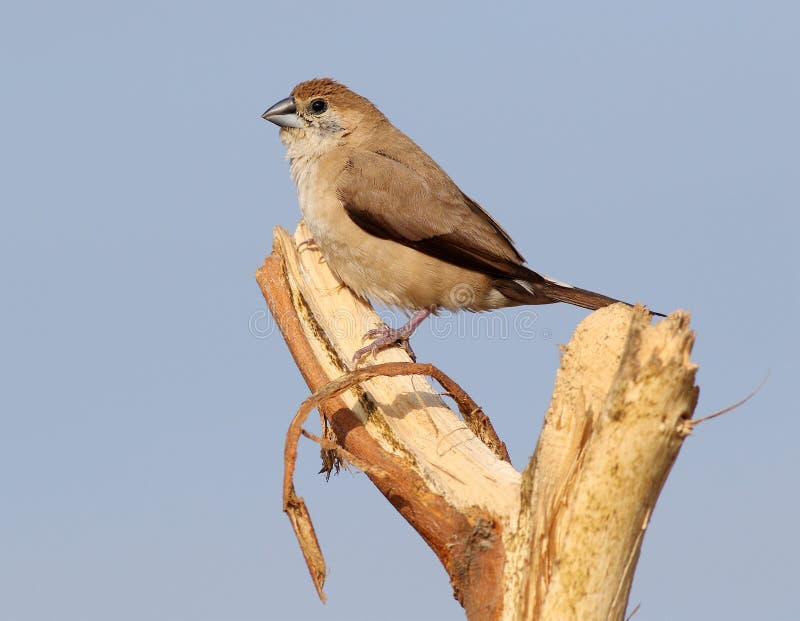 Silver-bill stock photo. Image of finch, morning, branch - 133064142