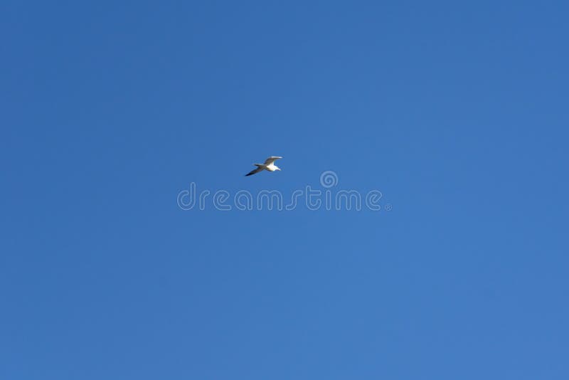 Beautiful Shot of a Single Bird Flying in a Clear Blue Sky Stock Photo ...