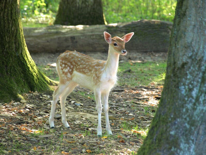 Beautiful Shot of a Single Fallow Deer Fawn Standing Stock Image ...