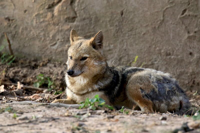Indian fox stock photo. Image of nature, mammal, wildlife - 104895252