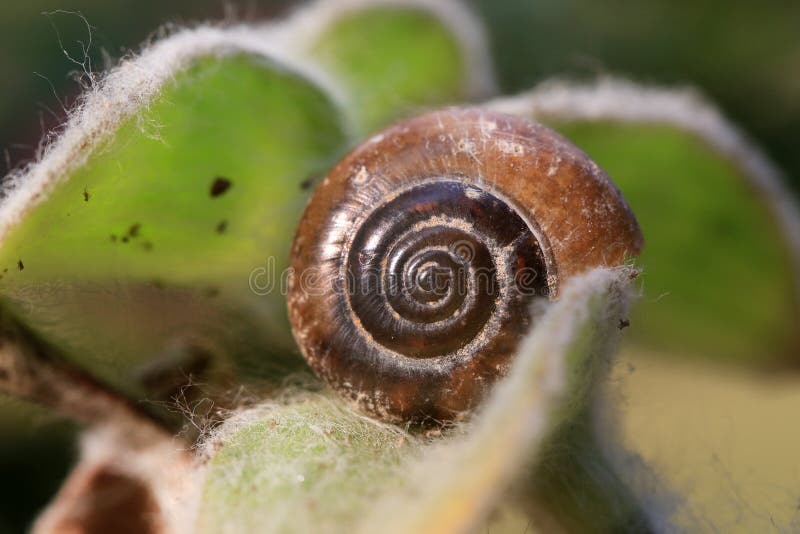 Snail shell stock image. Image of outdoor, marine, hard - 107613069
