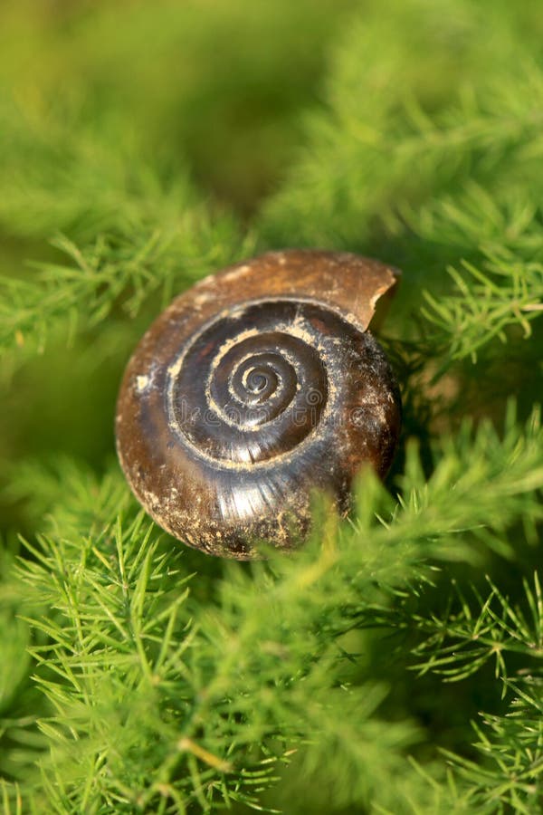 Snail shell stock photo. Image of greenery, secure, marine - 107613148