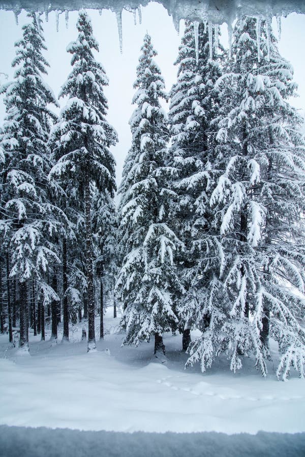 Beautiful Shot of Snowy Coniferous Forests Stock Image - Image of ...