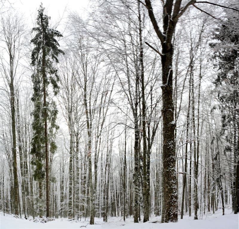 Beautiful Shot of a Snowy Forest Landscape with Lots of Trees Stock ...