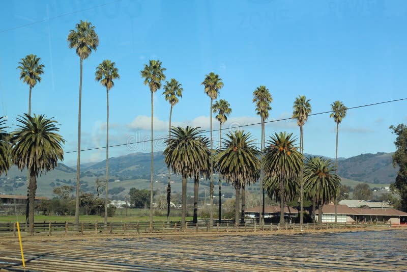 Short palm tree stock photo. Image of short, leaves, city - 31512910