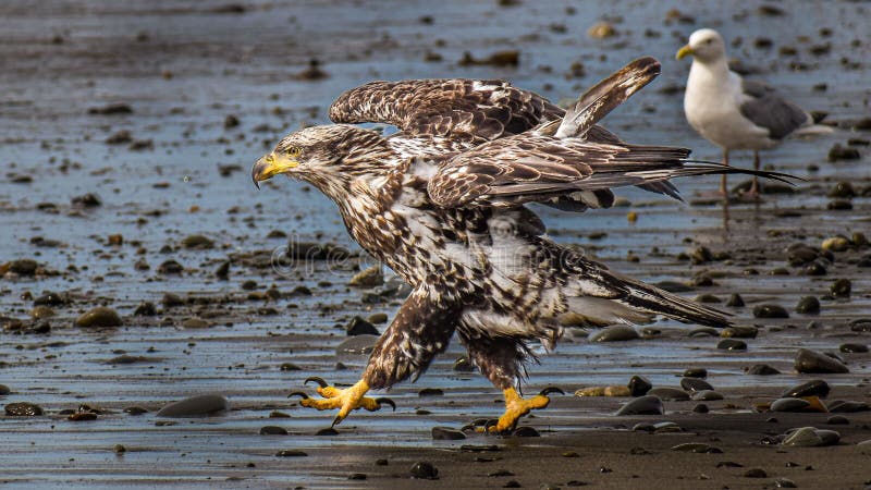 Beautiful Shot of a Southern Bald Eagle Running at a Beach Stock Image ...