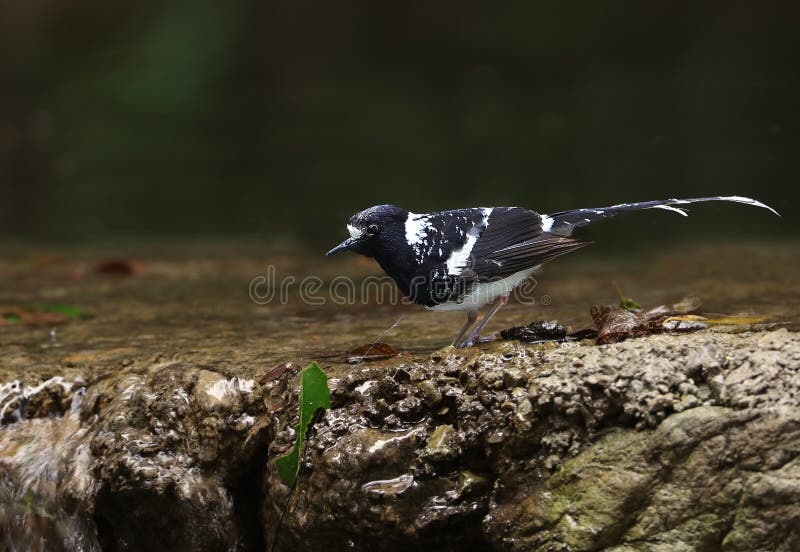 Spotted forktail stock image. Image of avian, shot, wild - 163484059